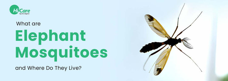 Elephant Mosquitoes: Explore Them and Their Habitats | HiCare